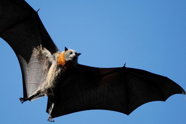 Animals and electricity supply