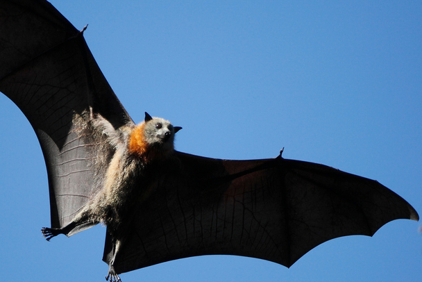 Bats again on the move and proving a challenge to power reliability