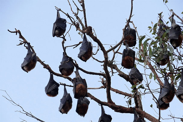 Learn about Adelaide's Grey-headed Flying Fox colony from Zoos SA staff ...