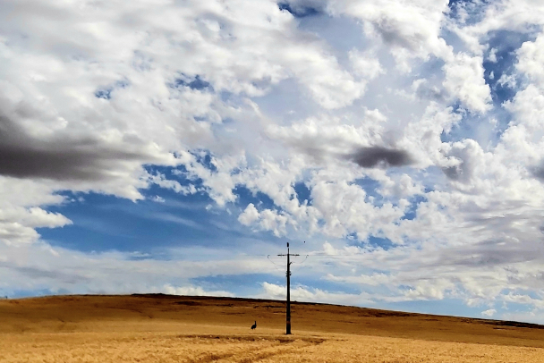 SWER line customer focus groups