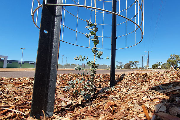 New partnership to trial planting appropriate trees under powerlines